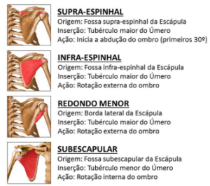 Conheça o Manguito Rotador: Músculos, Função e Importância na ...