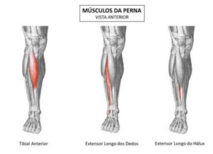 Conheça os Músculos da Perna que Movimentam a Articulação do Tornozelo ...